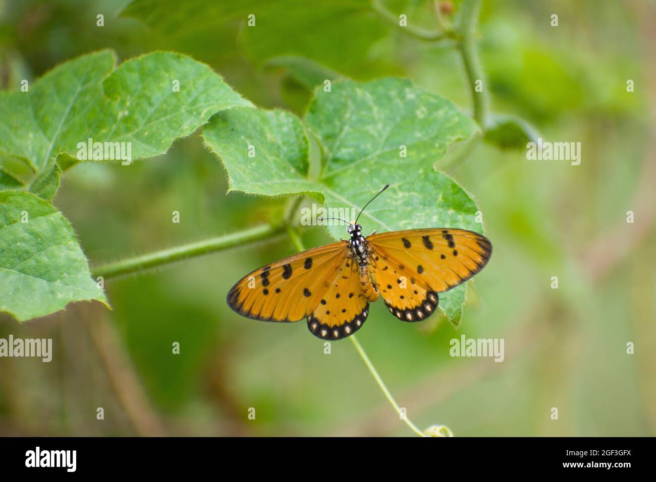 Tawny coster in nature hi-res stock photography and images - Alamy