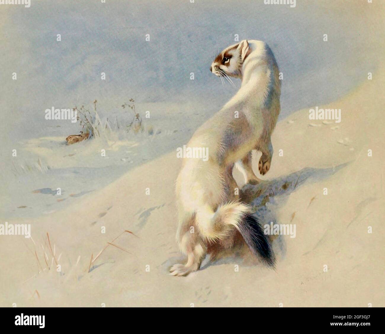Archibald Thorburn - British Mammals - Stoat in Winter Coat Stock Photo ...
