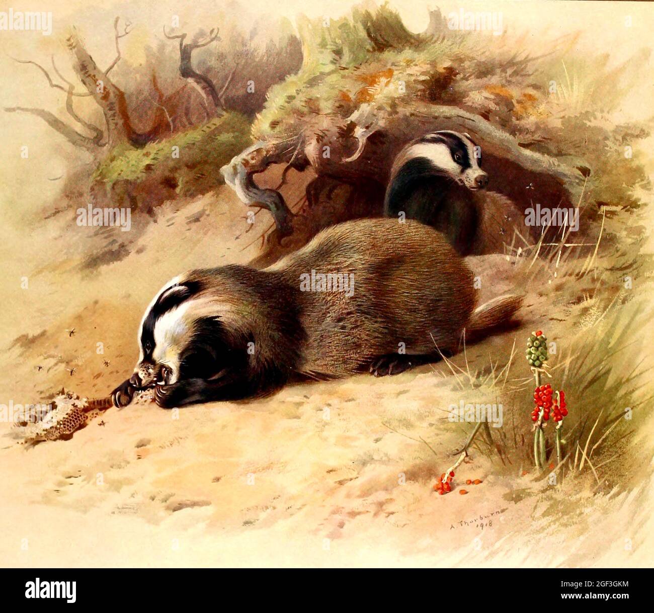 Honey Badger Painting