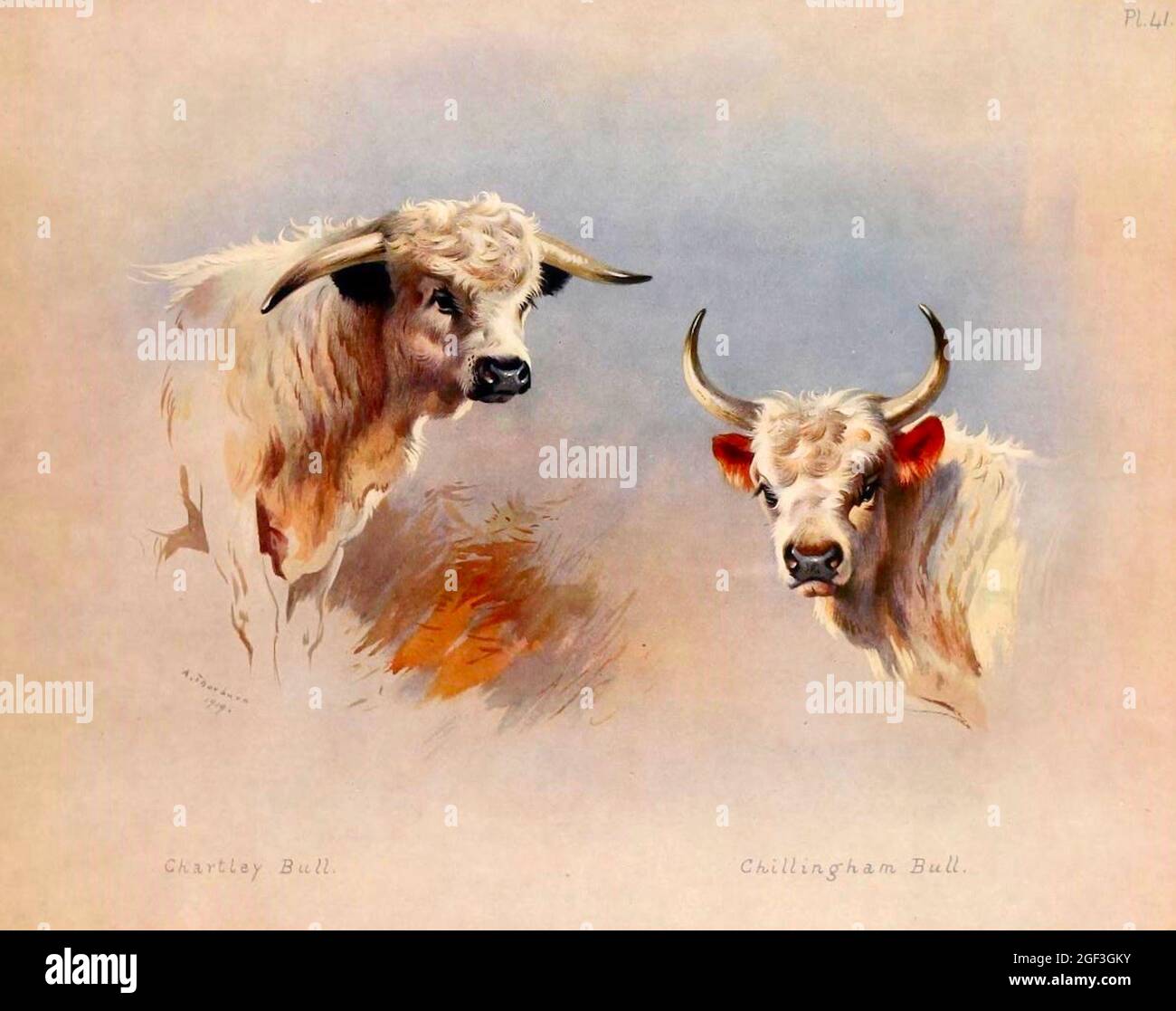 Archibald Thorburn - British Mammals - Chartley and Chillinham Bulls ...