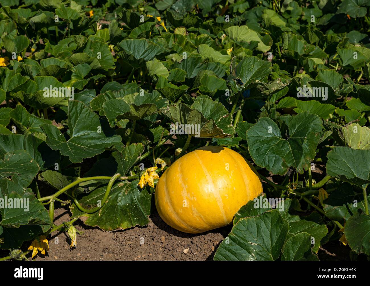 Atlantic field hi-res stock photography and images - Alamy