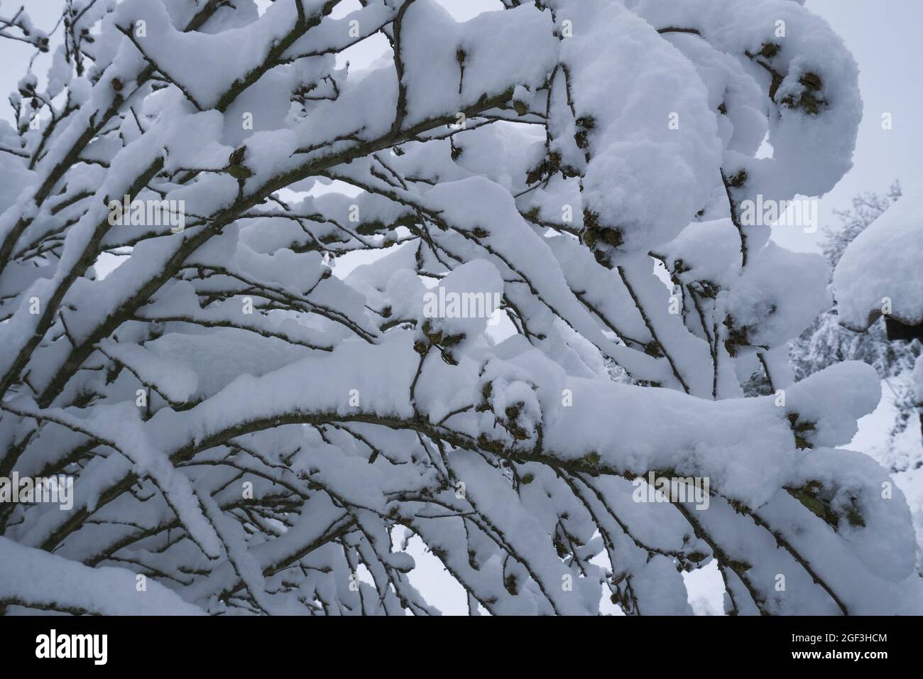 snow covered tree branches close-up across winter landscape. Winter ...