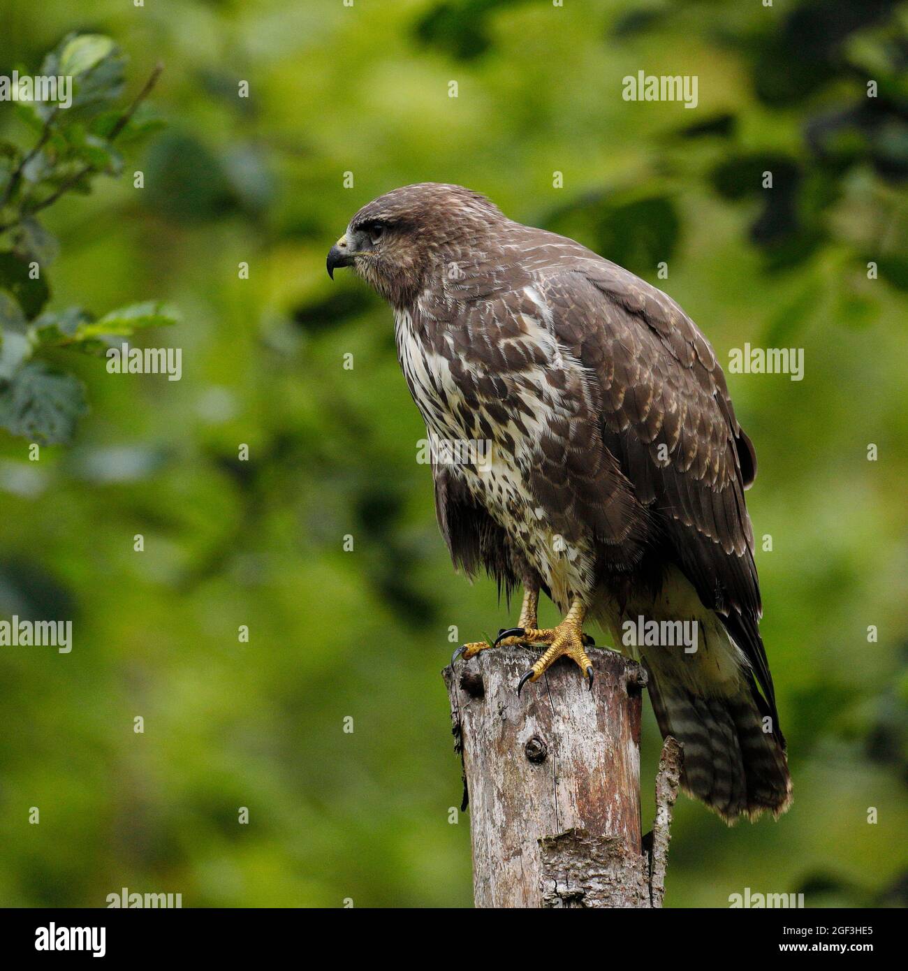 Photographing buzzards hi-res stock photography and images - Alamy