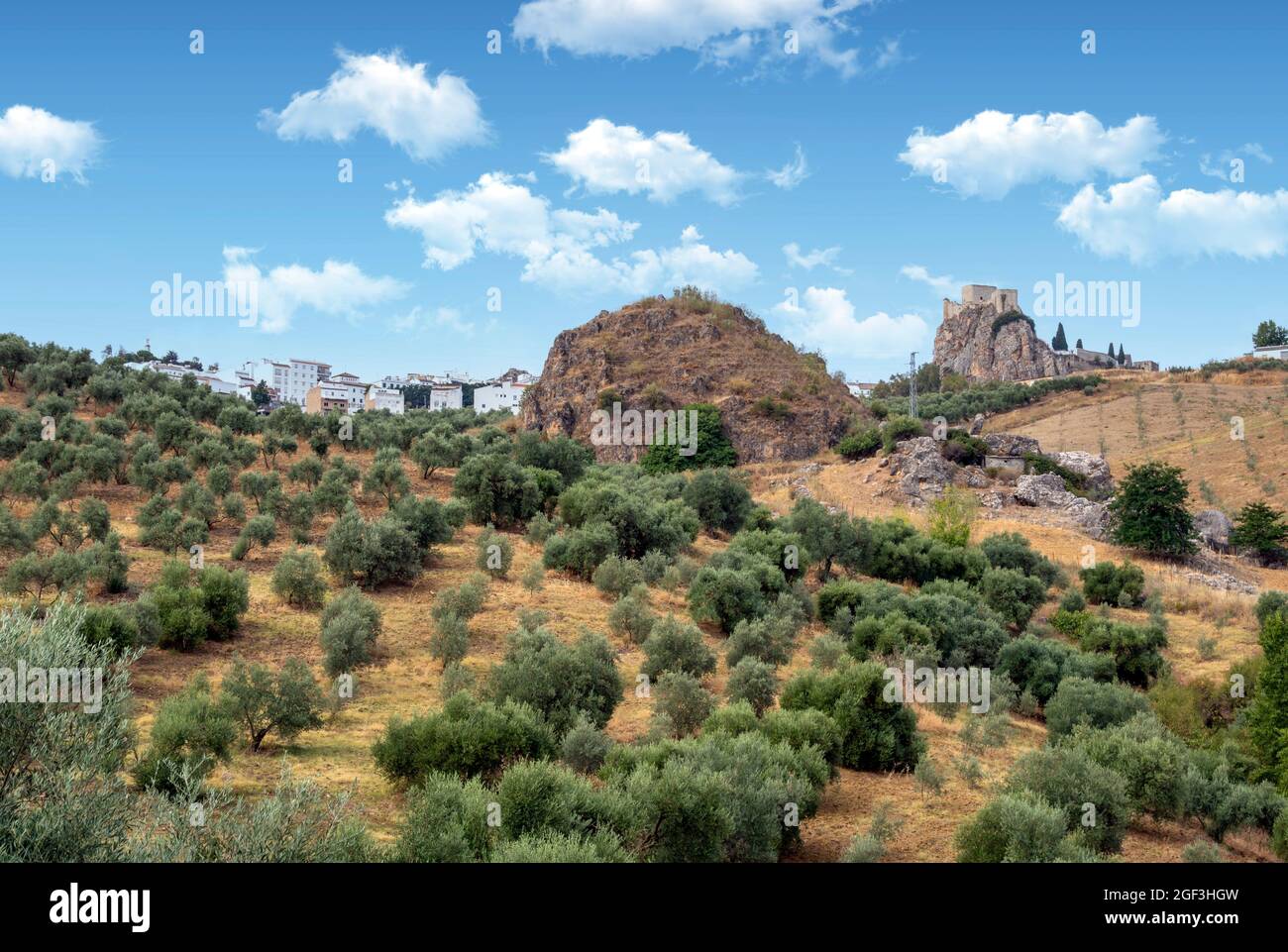 Olive trees of Olvera in the south of Spain. Its situated in La Via ...