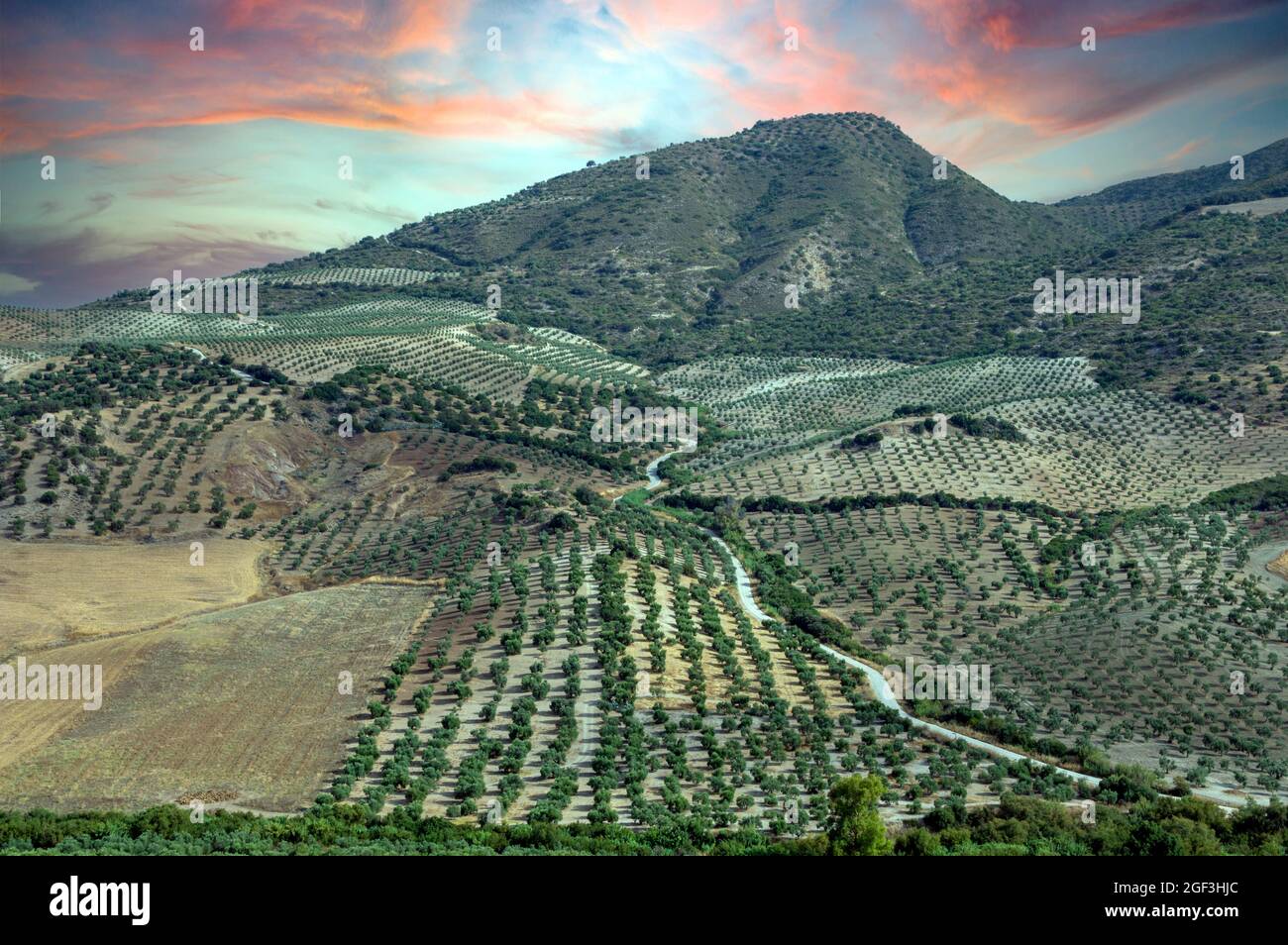 Olive trees of Olvera in the south of Spain. Its situated in La Via ...