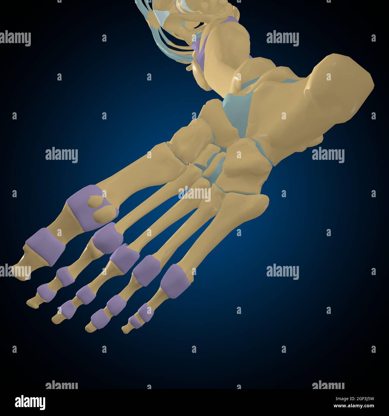Articular capsule Anatomy For Medical Concept 3D Illustration Stock ...
