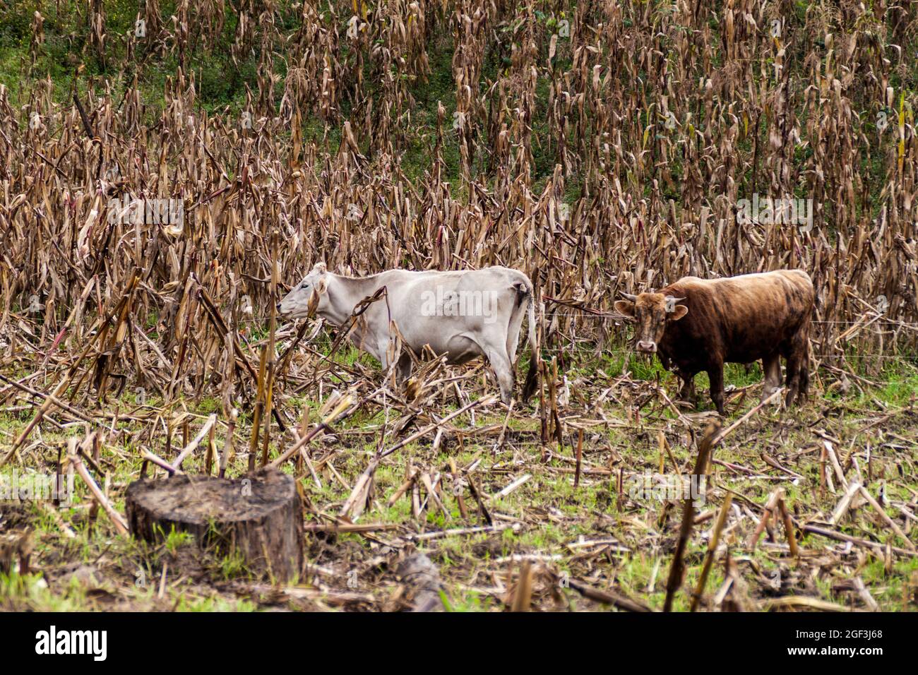 Cattle eating corn hi-res stock photography and images - Alamy