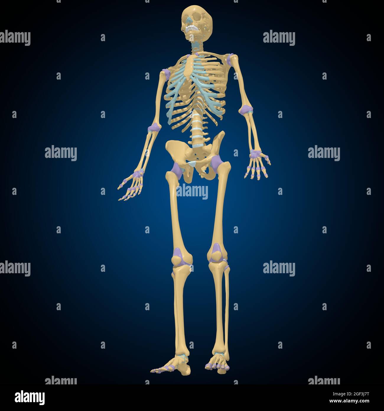 Articular capsule Anatomy For Medical Concept 3D Illustration Stock ...