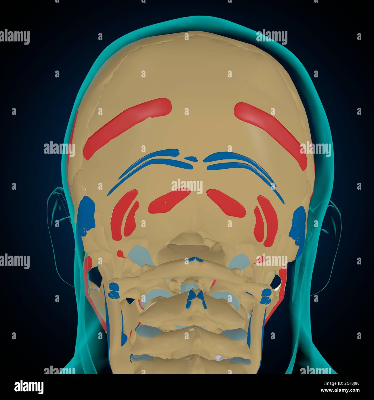 Skeleton with Muscle Origins and Insertions Anatomy For Medical Concept ...