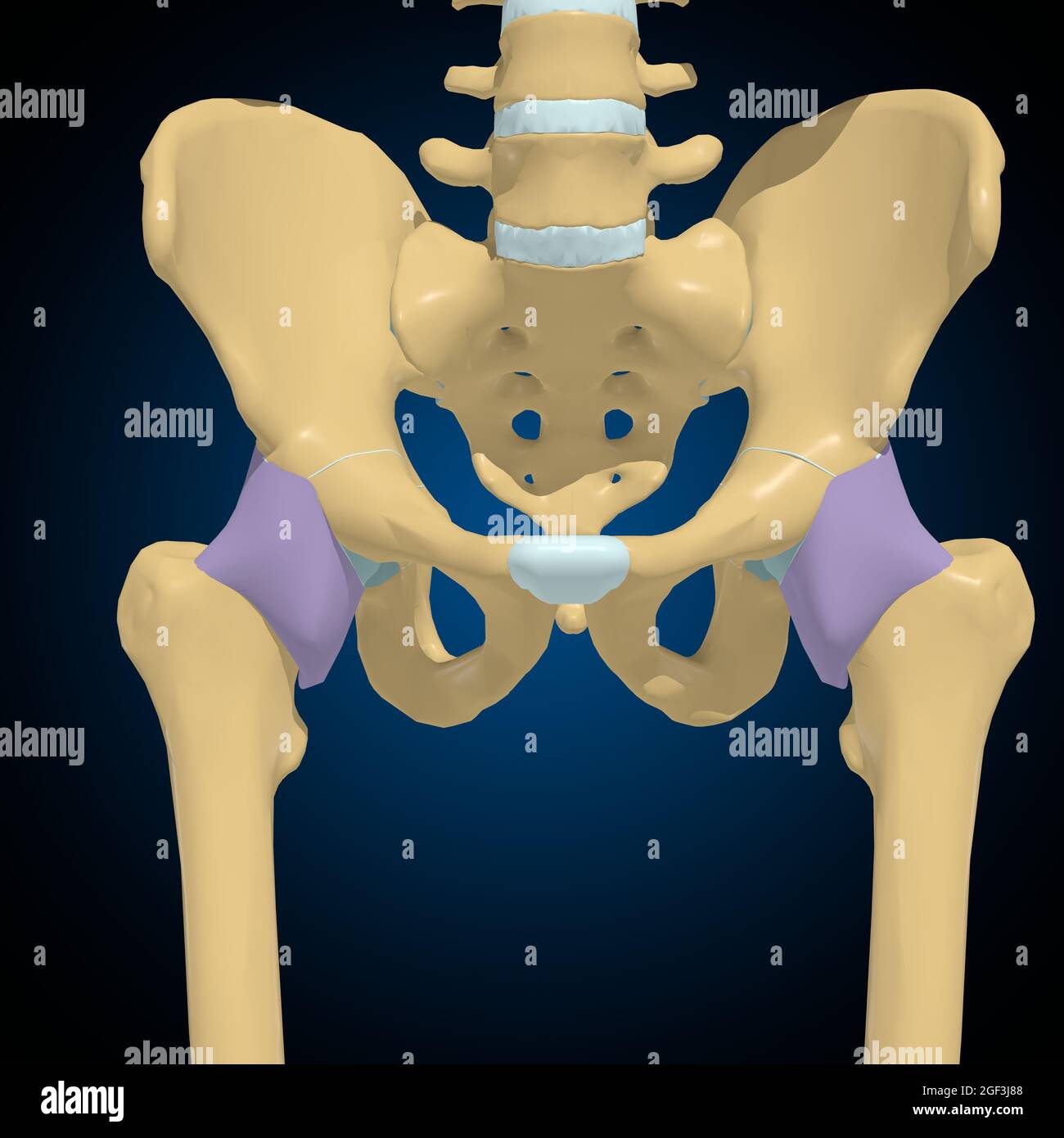 Arthrodial joint hi-res stock photography and images - Alamy