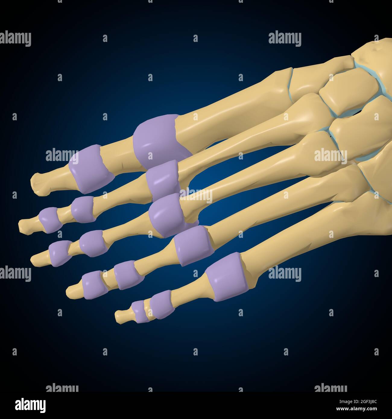 Articular capsule Anatomy For Medical Concept 3D Illustration Stock ...