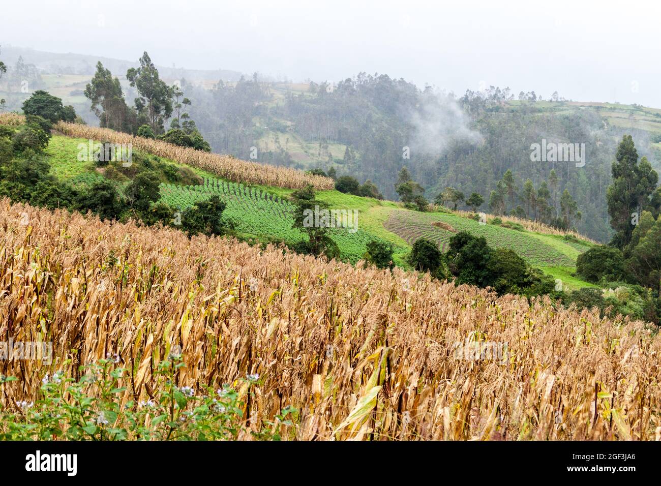 Fields near Cruz Pata village, northern Peru Stock Photo - Alamy