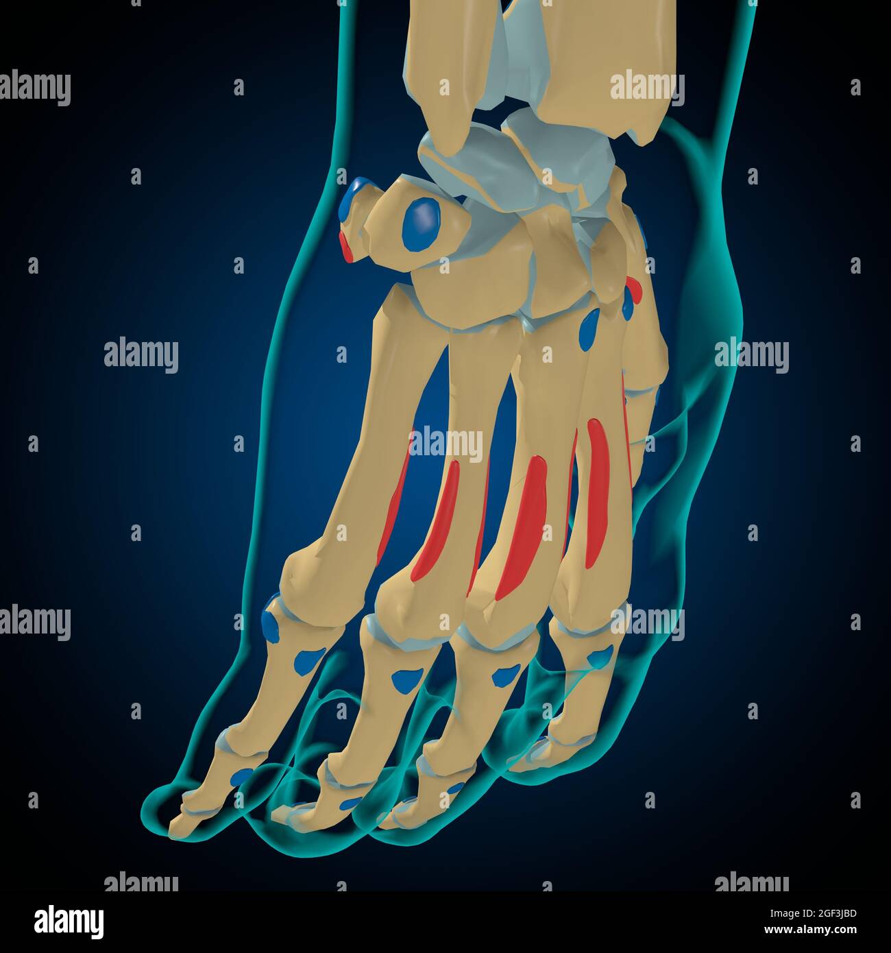 Skeleton with Muscle Origins and Insertions Anatomy For Medical Concept ...