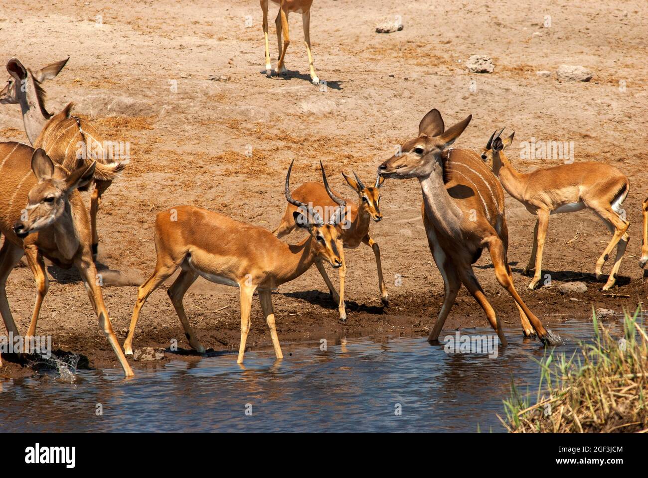 Kudu antelope and impala drinking at Chudob waterhole, Etosha National ...