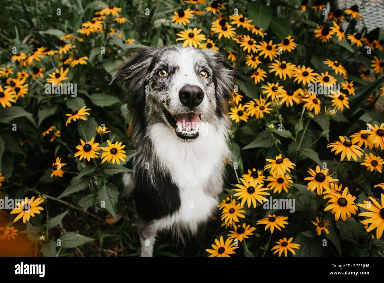 Happy border collie dog in flowers on spring season Stock Photo - Alamy