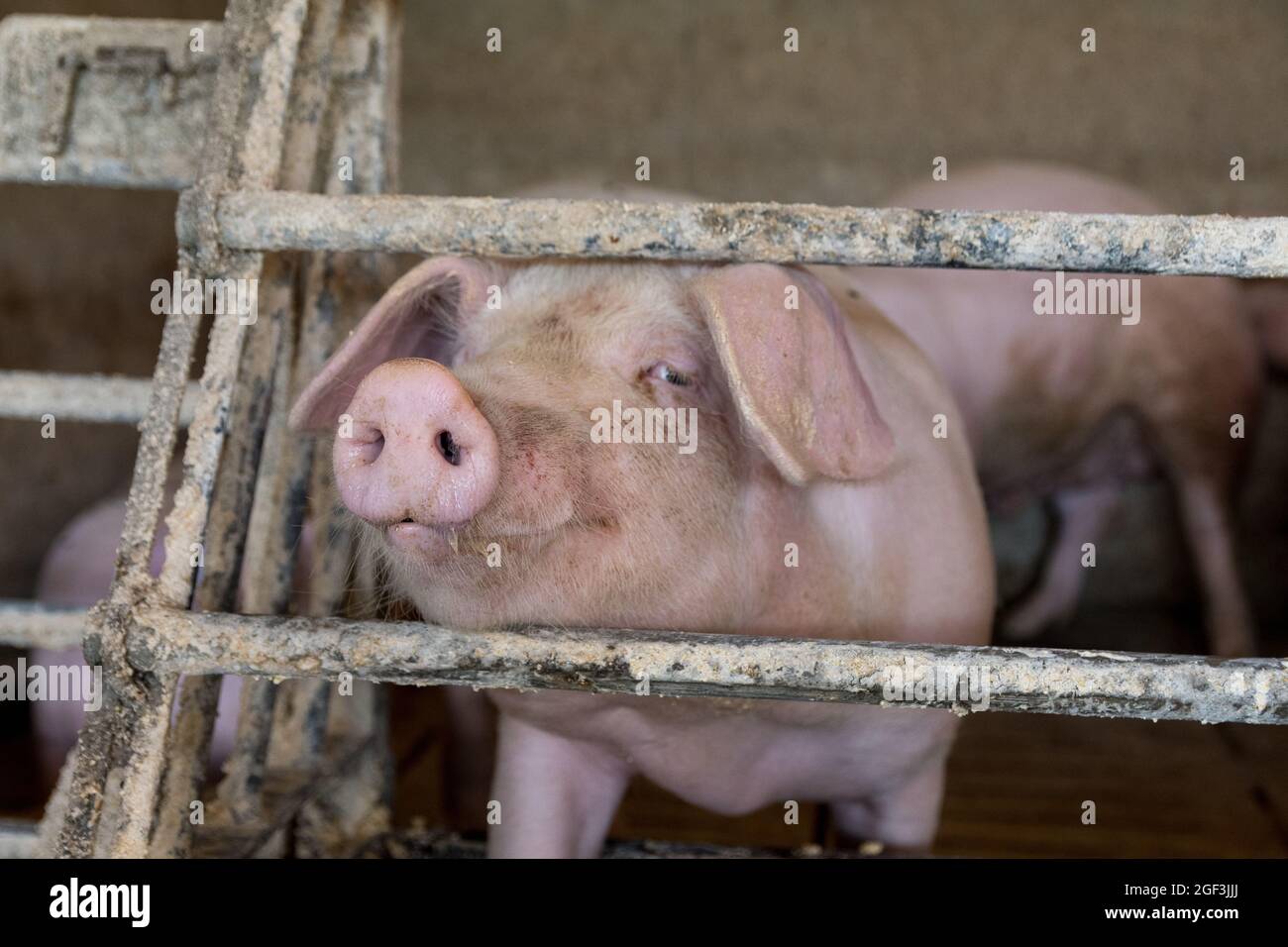 Pigs in sty inside a farm building Stock Photo - Alamy
