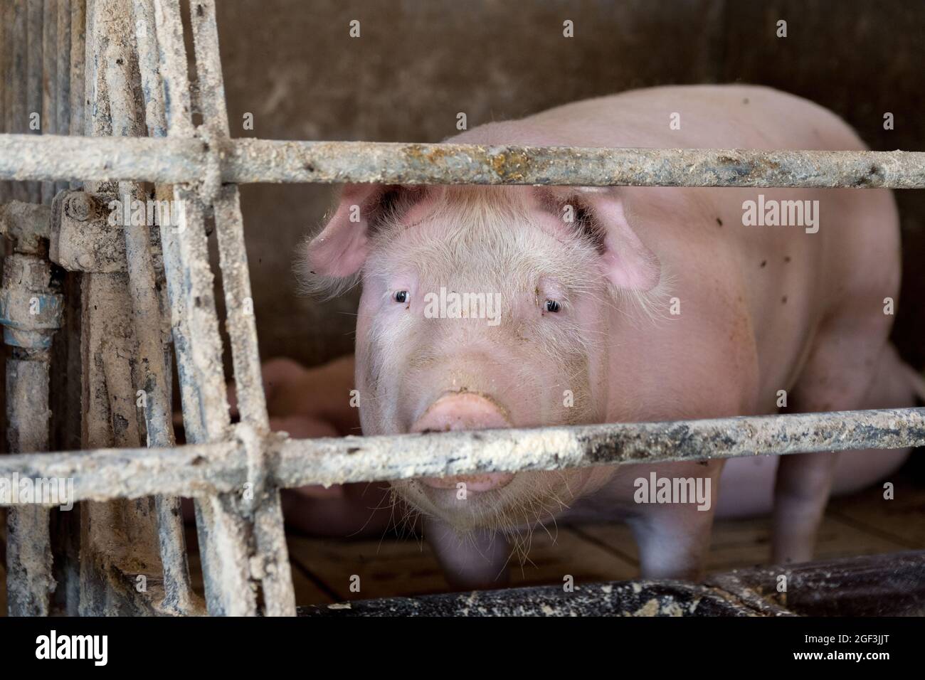 Pigs in sty inside a farm building Stock Photo - Alamy