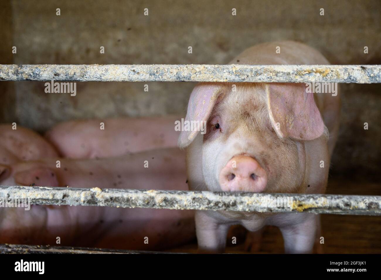 Pigs in sty inside a farm building Stock Photo - Alamy
