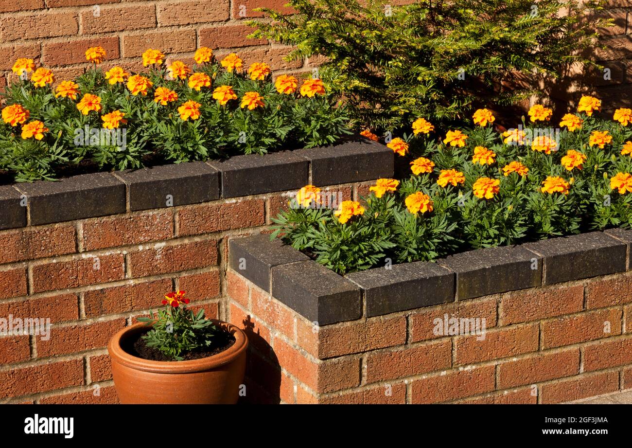 Raised Flower Bed on a Patio and a pot Stock Photo - Alamy