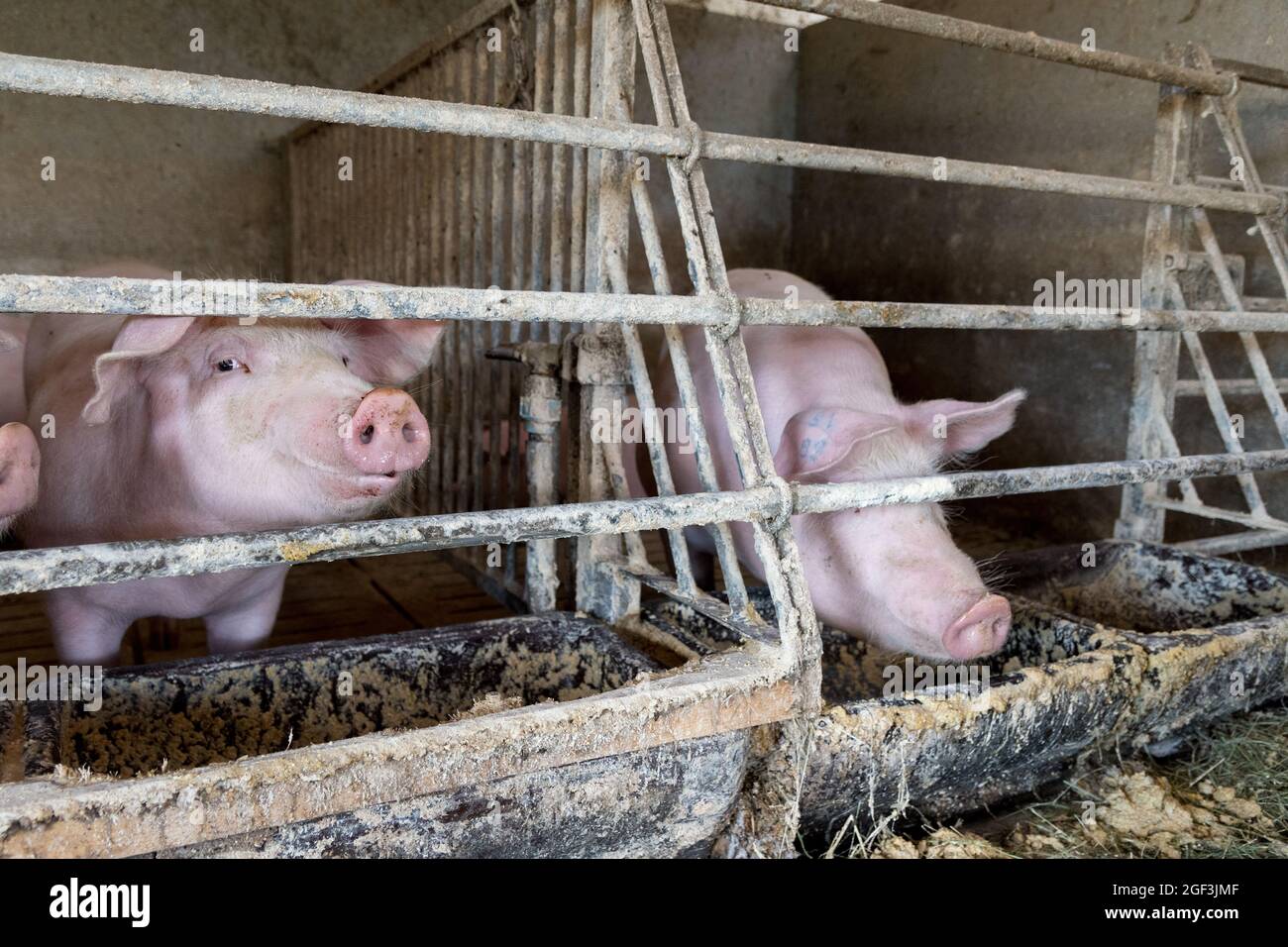 Inside a farm hi-res stock photography and images - Alamy