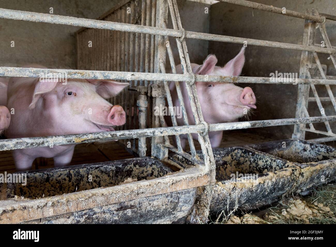 Inside a farm hi-res stock photography and images - Alamy