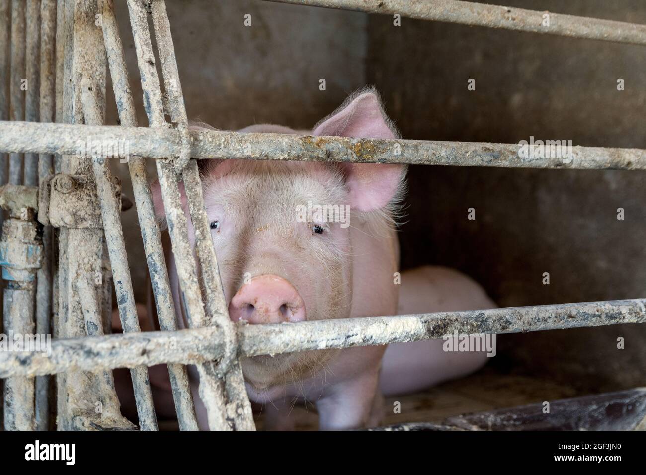Pigs in sty inside a farm building Stock Photo - Alamy