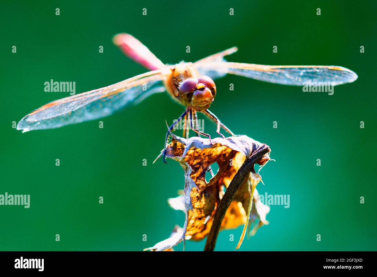 Detail of a viscous on a wild flower of a mountain meadow in the ...