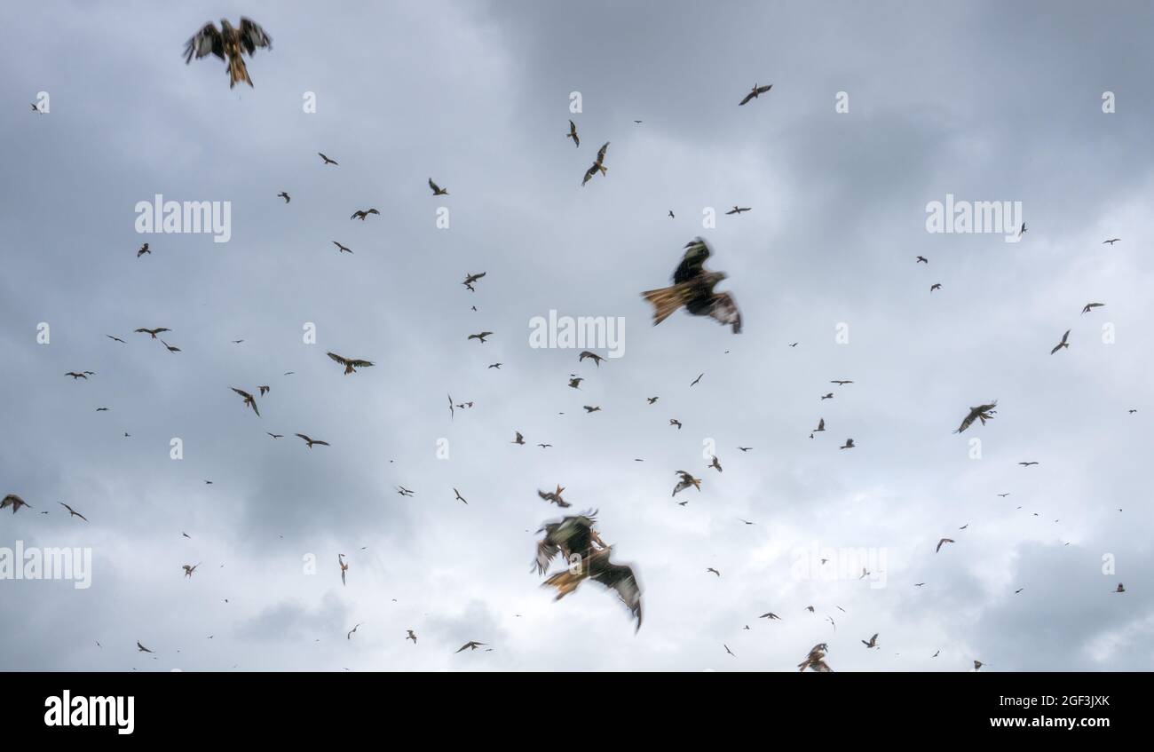 Red Kite feeding at Gigrin farm Stock Photo - Alamy