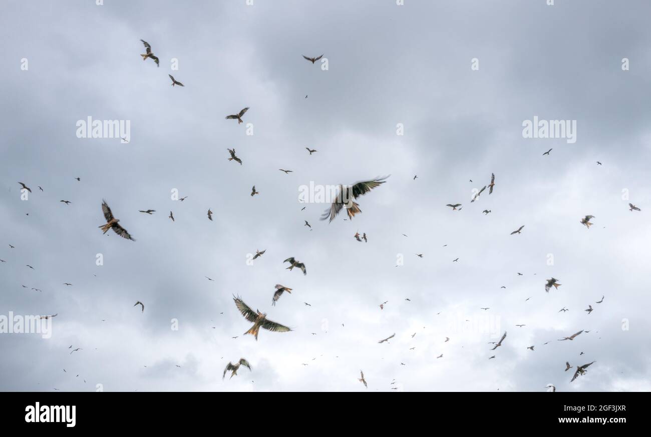 Red Kite feeding at Gigrin farm Stock Photo - Alamy