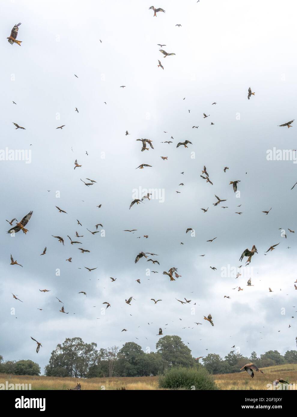 Red Kite feeding at Gigrin farm Stock Photo - Alamy