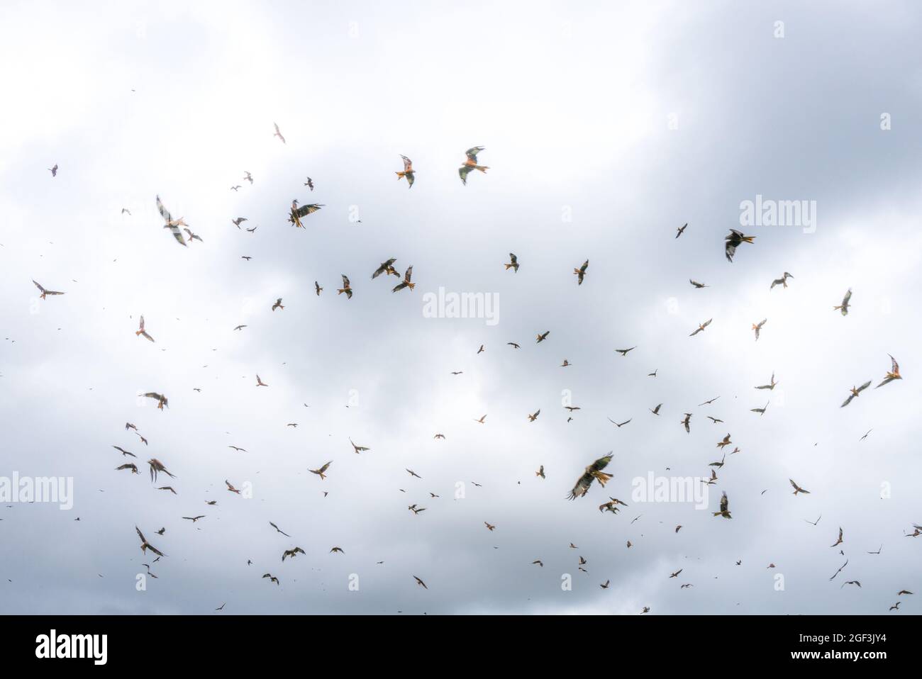 Red Kite feeding at Gigrin farm Stock Photo - Alamy