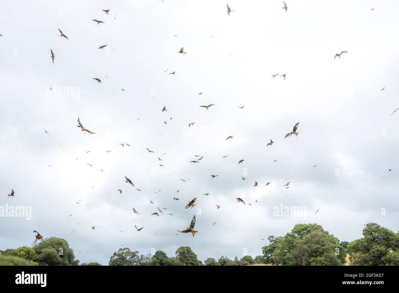 Red Kite feeding at Gigrin farm Stock Photo - Alamy