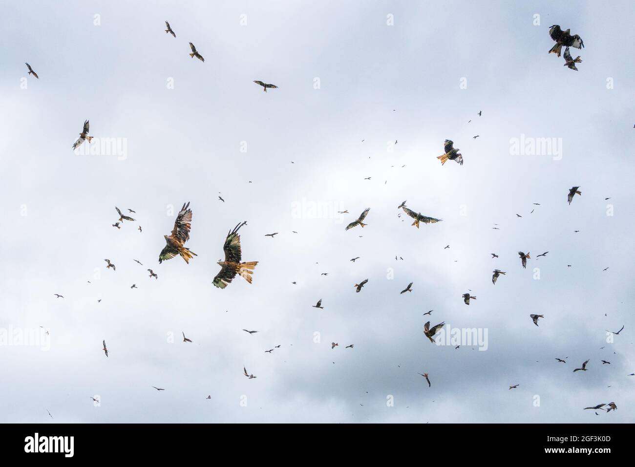 Red Kite feeding at Gigrin farm Stock Photo - Alamy