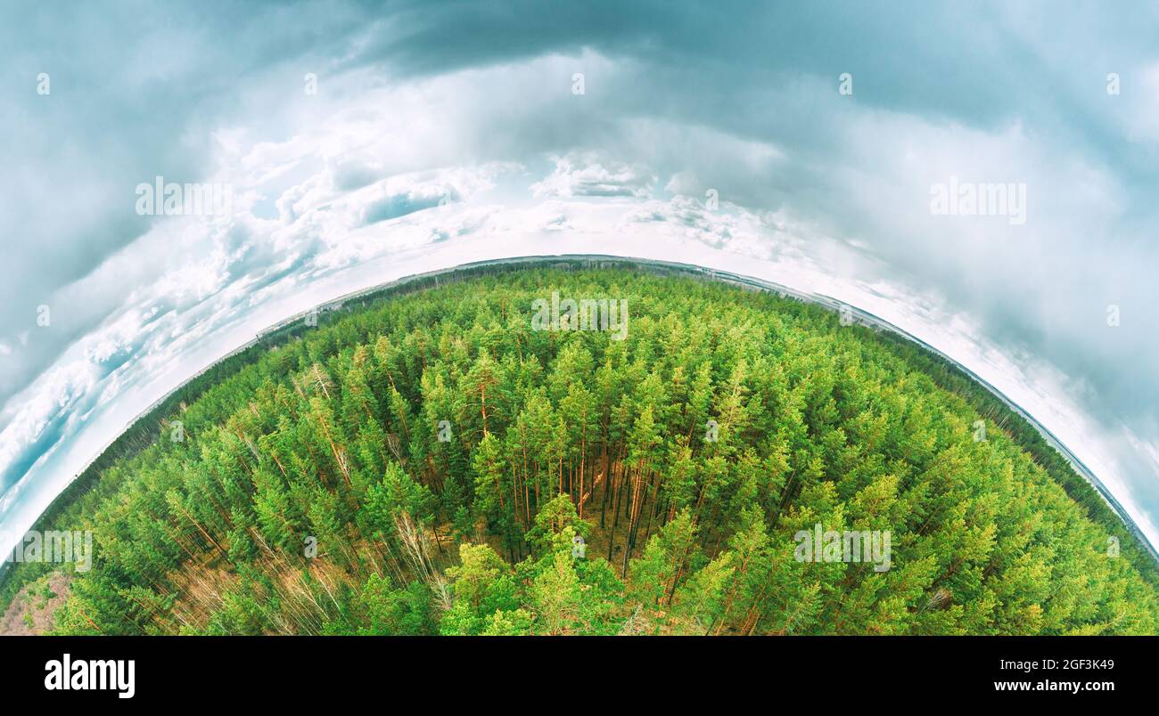 Aerial View Green Coniferous Forest Pines Woods Landscape In Spring Day. Top View Of Beautiful ...
