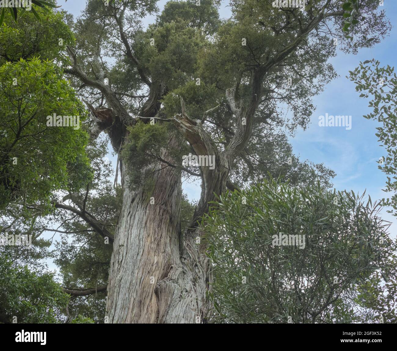 Peel forest new zealand hi-res stock photography and images - Alamy
