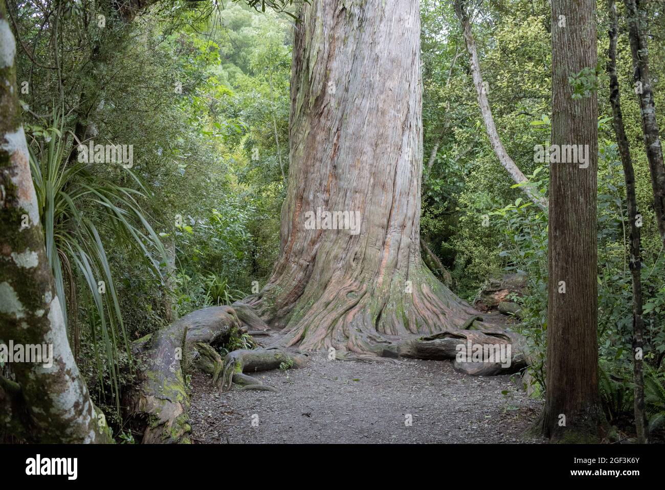 The giant totara tree in Peel Forest Stock Photo - Alamy