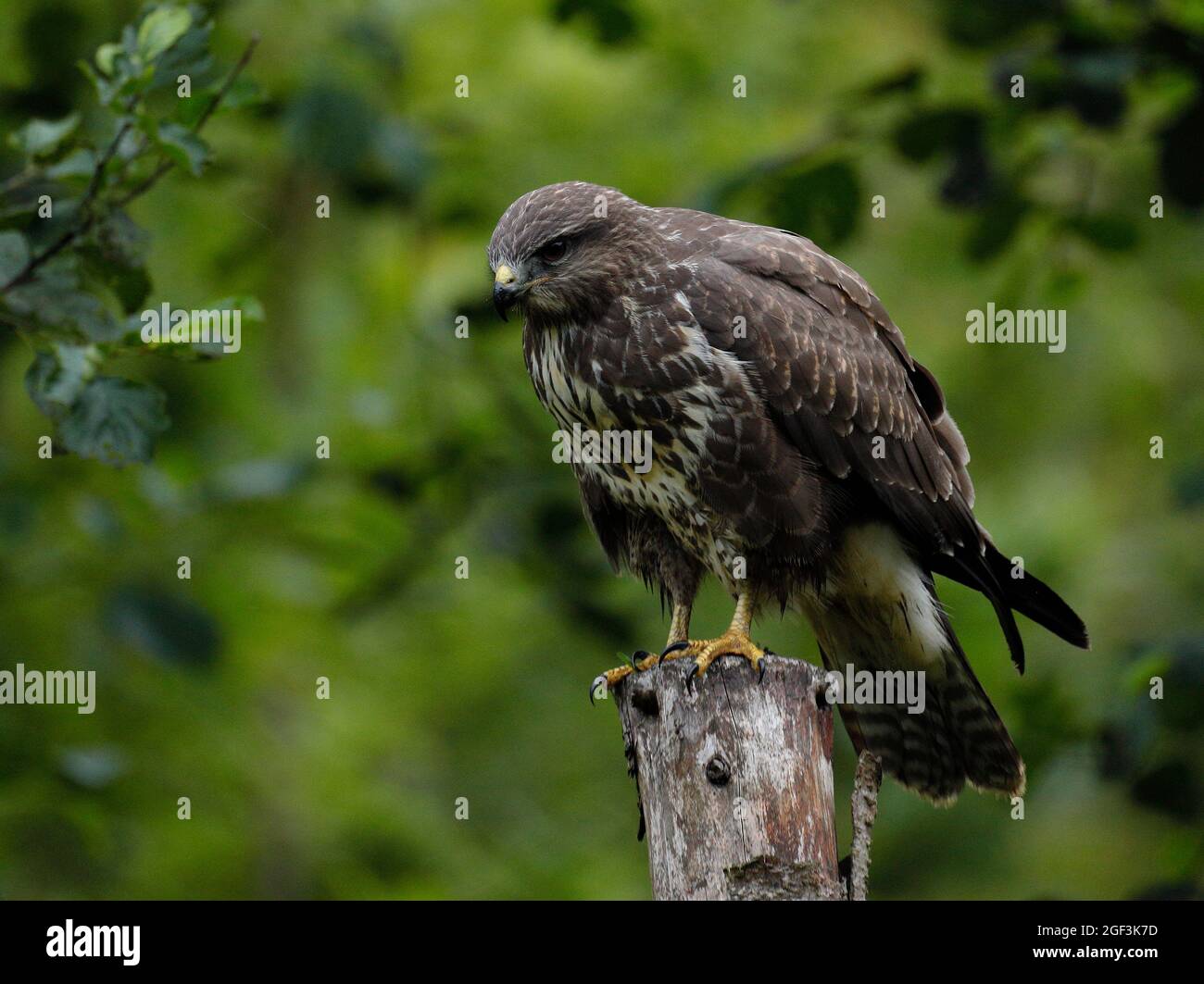 Photographing buzzards hi-res stock photography and images - Alamy