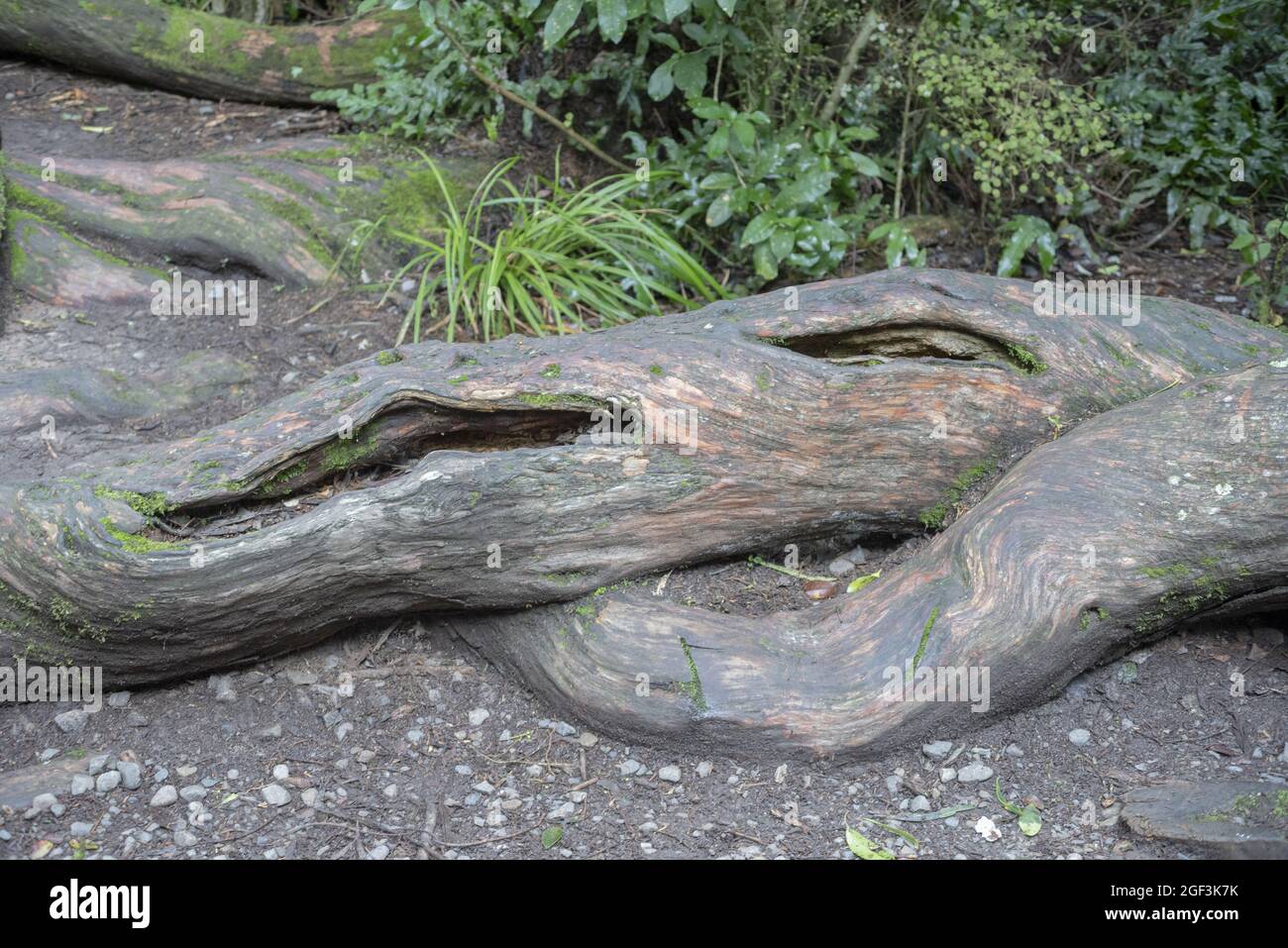 The giant totara tree in Peel Forest Stock Photo - Alamy