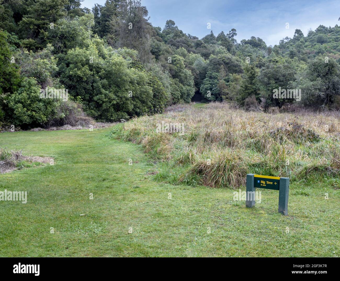 The giant totara tree in Peel Forest Stock Photo - Alamy