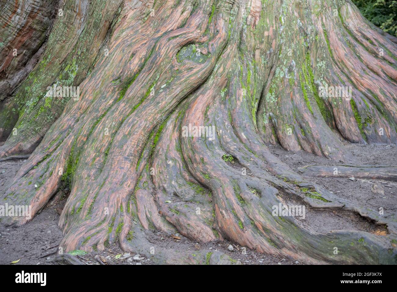 The giant totara tree in Peel Forest Stock Photo - Alamy