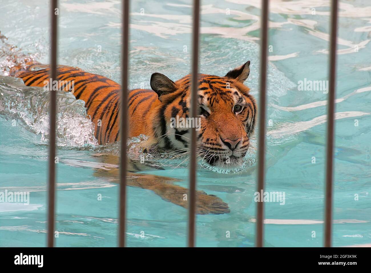 Bengal tiger in zoo cage showing swimming performance Stock Photo - Alamy