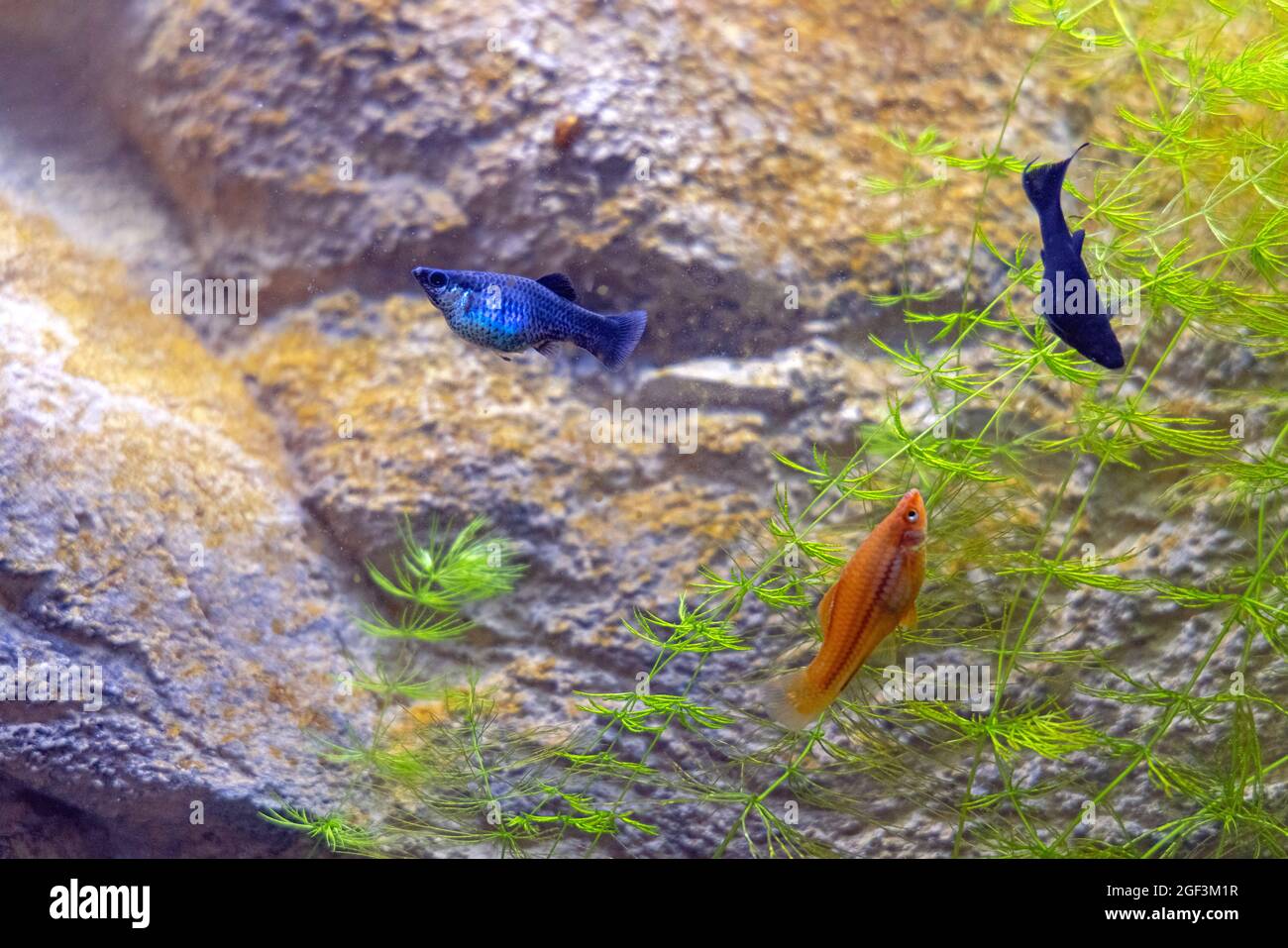 Small Colourful Fish in Aquarium With Stone and Plants Stock Photo - Alamy