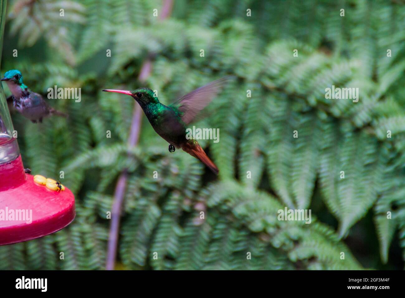 Hummingbirds at the feeder in Mindo, Ecuador Stock Photo - Alamy