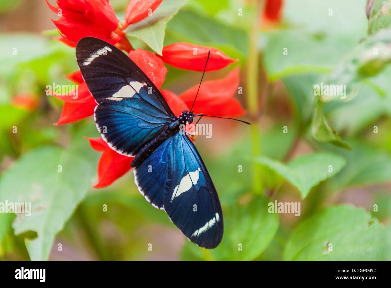 Sara Longwing butterfly (Heliconius sara) in Mariposario (The Butterfly House) in Mindo, Ecuador ...