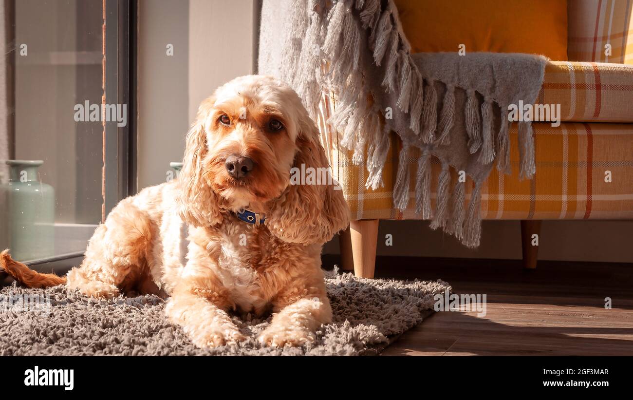 Pet dog, a cockapoo by a window Stock Photo - Alamy