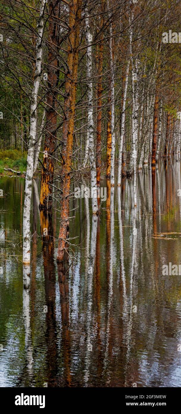 Many white birch trees and brown pine trees in a black swampy peat bog ...