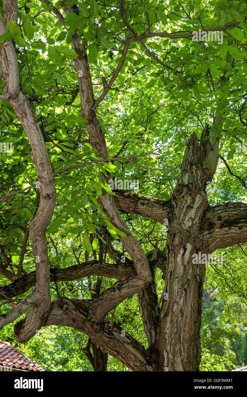 Tangled branches, closeup detail Stock Photo - Alamy