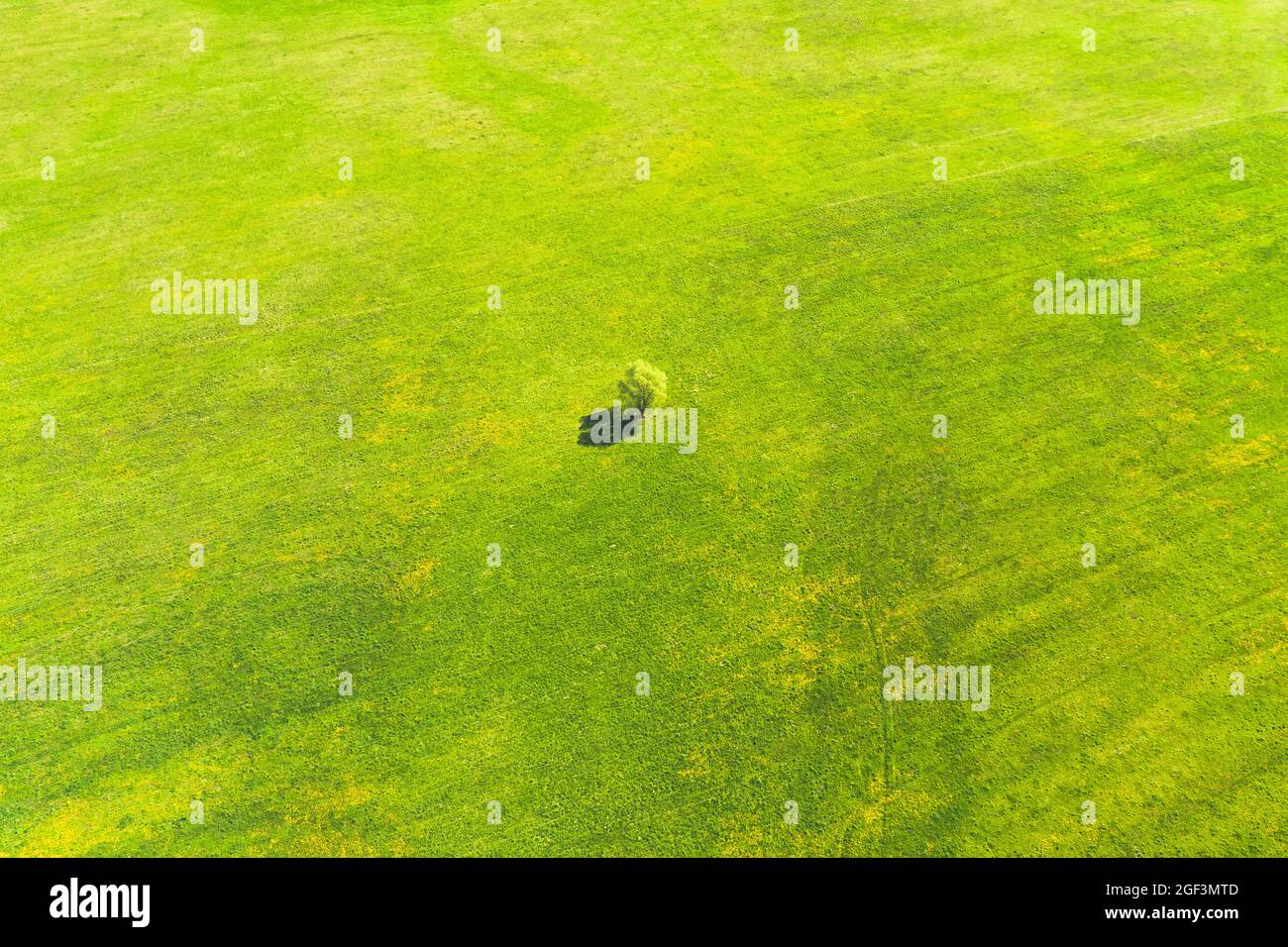 Grass top view minimalistic background hi-res stock photography and ...