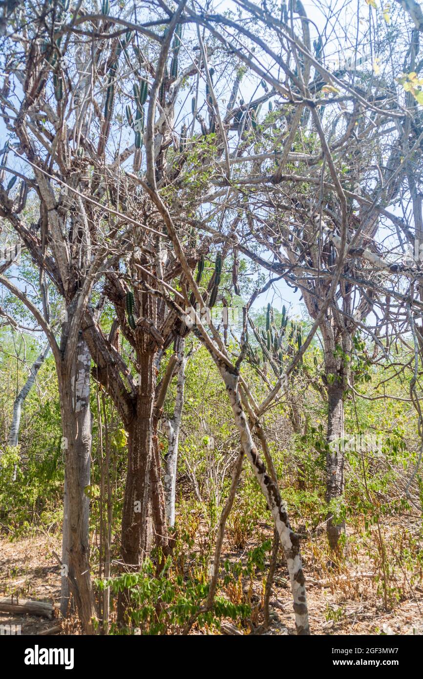 Peruvian Apple Cactus (Cereus peruvianus) in dry forest of Machalilla ...