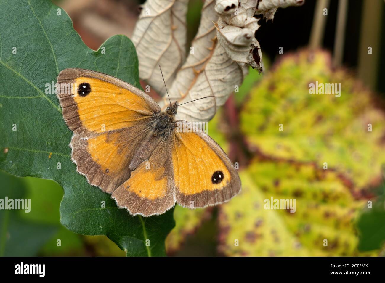 Resting gatekeeper butterfly hi-res stock photography and images - Alamy
